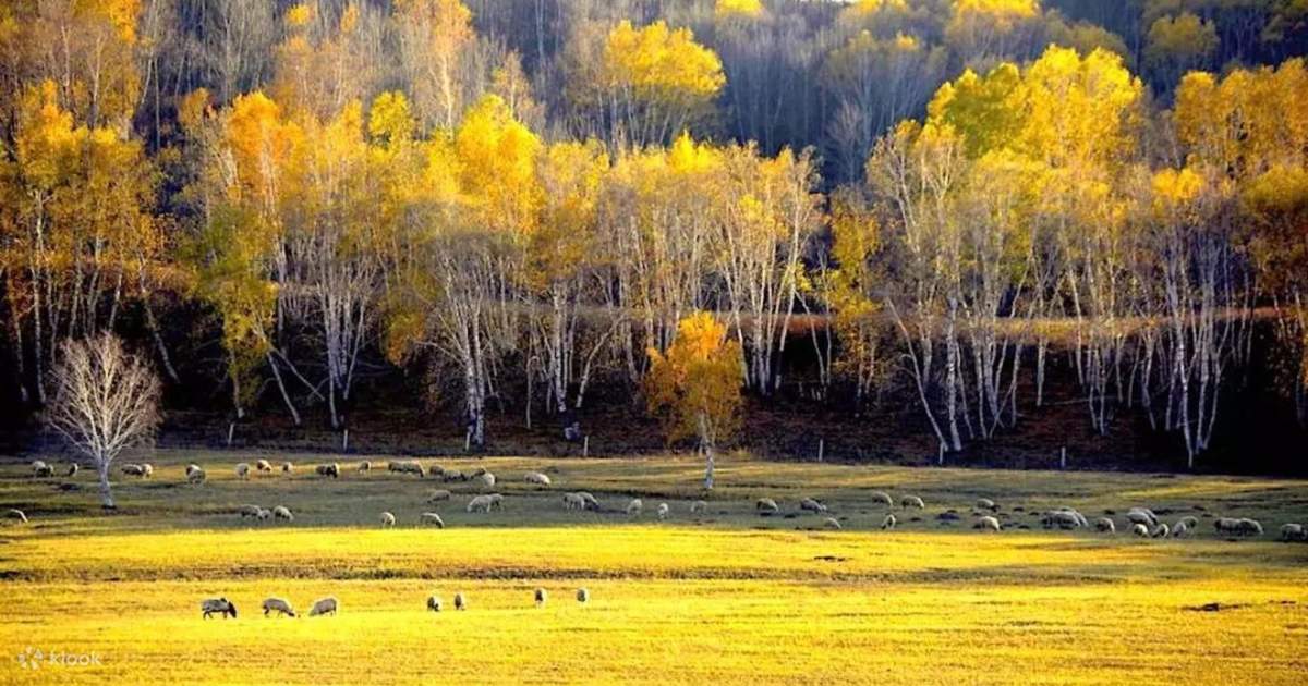 7-Day Autumn Tour of Hulunbuir Grassland in Inner Mongolia (Ergun National Wetland + Birch ...